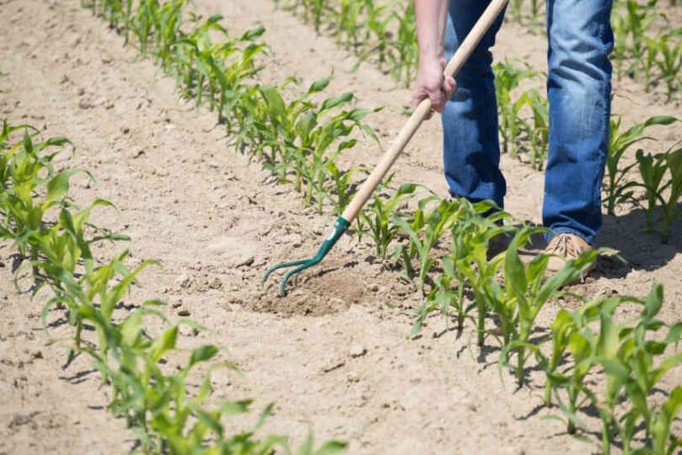 Garden Tilling Essentials – Best Hand Tiller - Plant And Lights